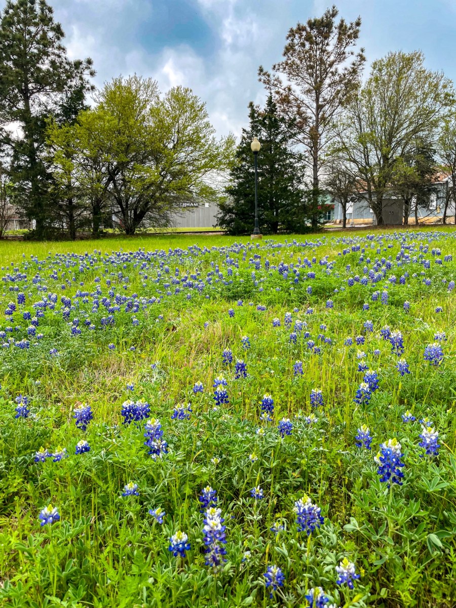 TOP SPOTS TO SEE BLUEBONNETS IN TEXAS THIS SPRING – Find New Adventures