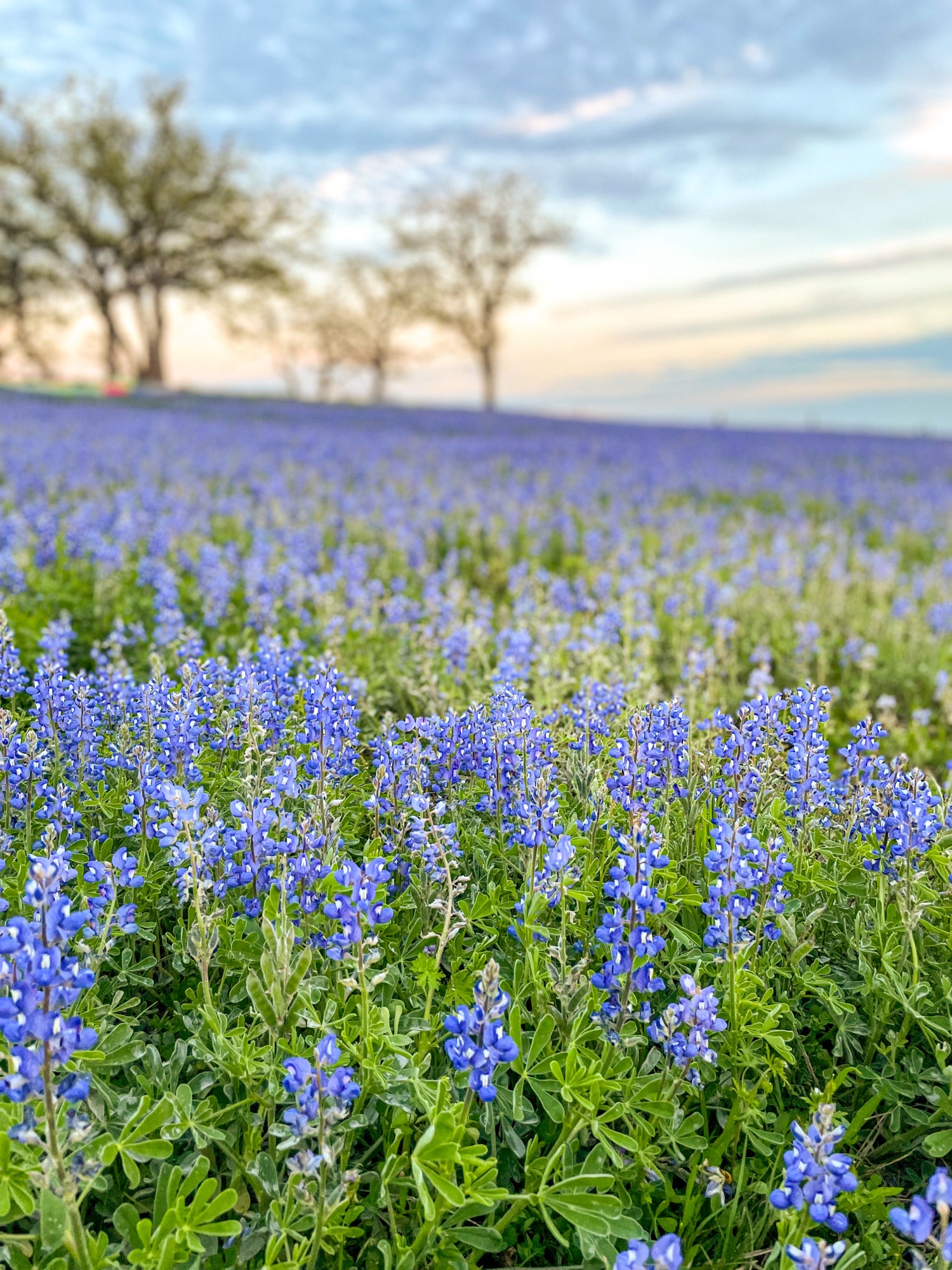 TOP SPOTS TO SEE BLUEBONNETS IN TEXAS THIS SPRING – Find New Adventures